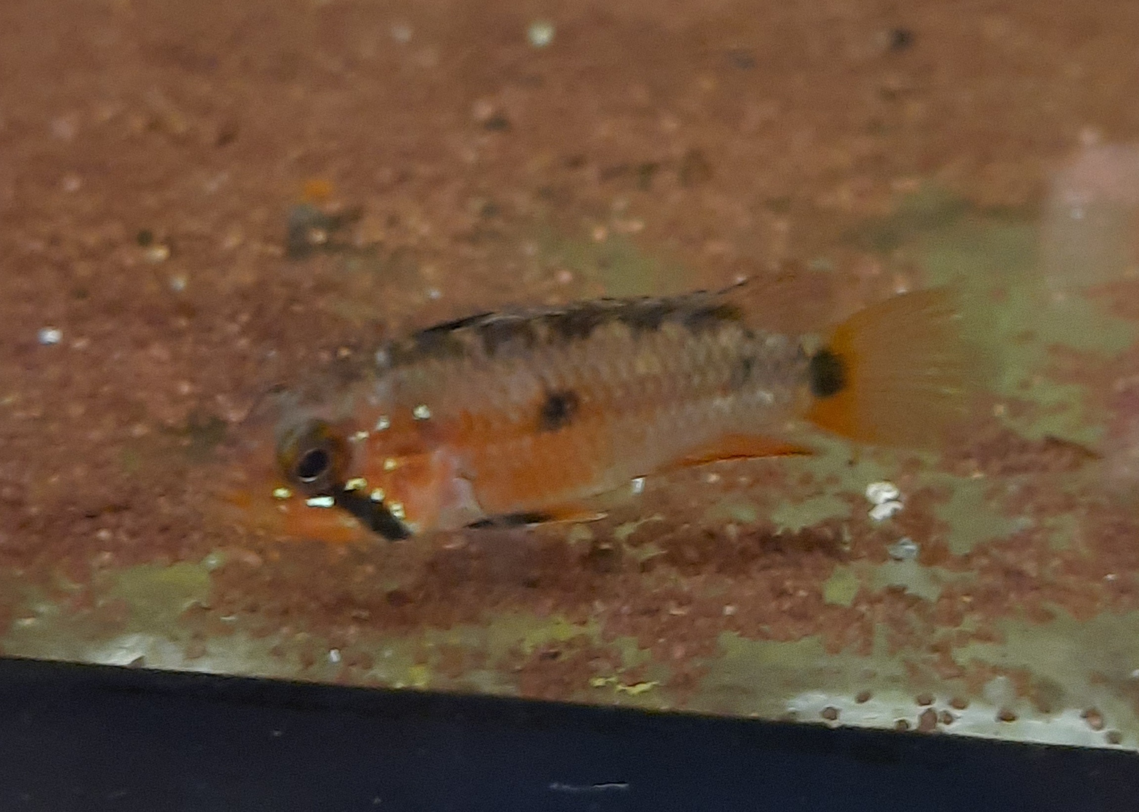 Zierfischzüchterei Schau - Sunset Zwergbuntbarsch, Apistogramma atahualpa