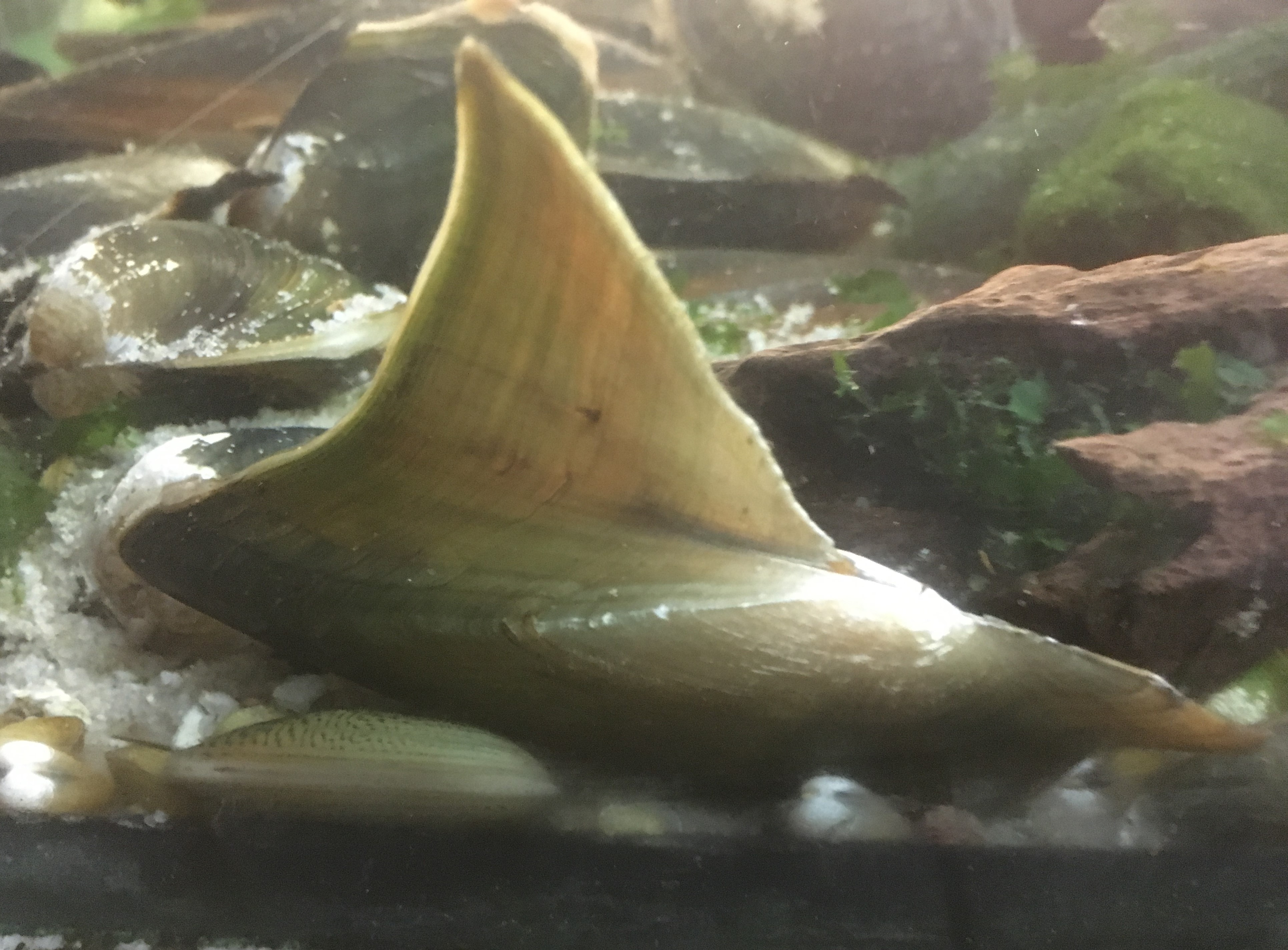 Zierfischzüchterei Schau - Haifischflossen- Muschel, Hyriopsis bialatus
