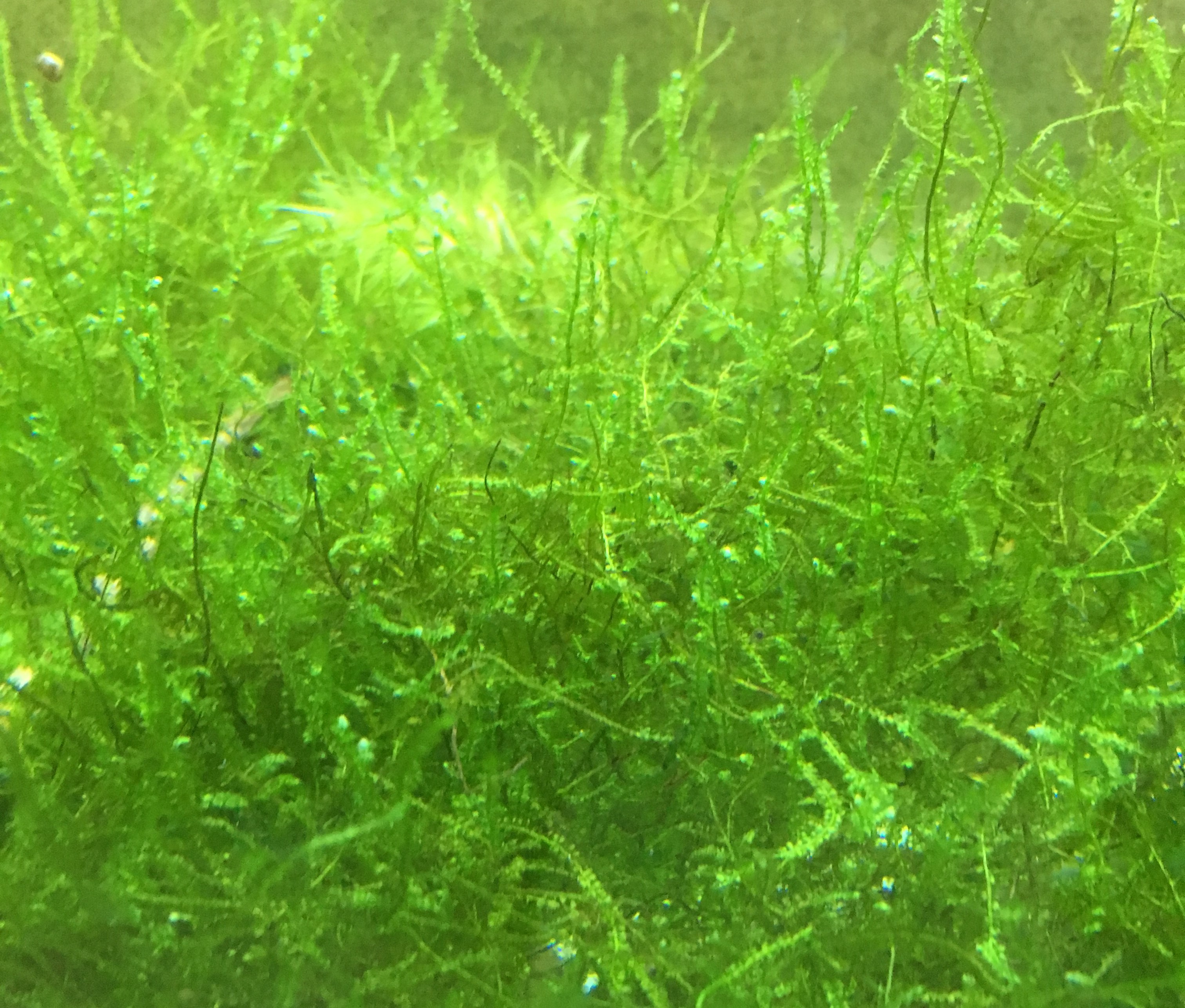 Zierfischzüchterei Schau - Java Moos, Taxiphyllum barbieri