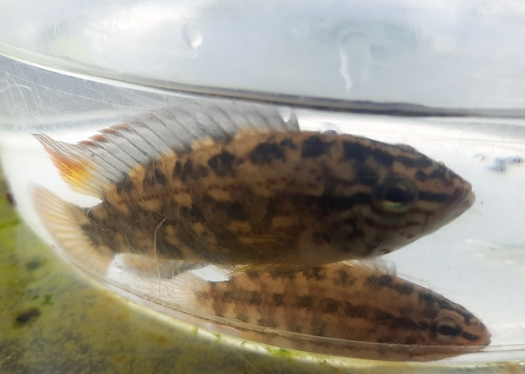 Zierfischzüchterei Schau - Apistogramma kullanderi