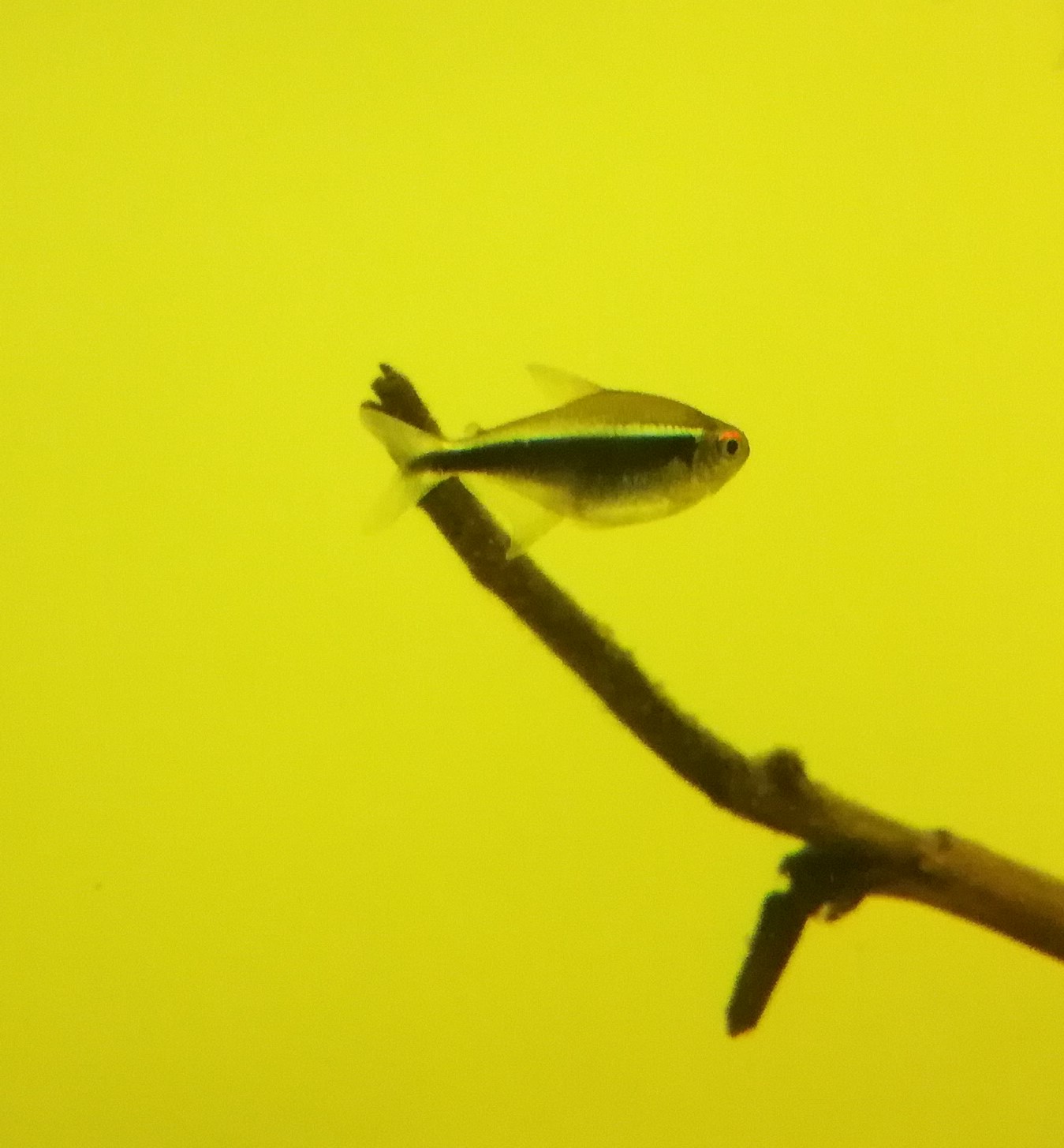 Zierfischzüchterei Schau - Schwarzer Neonsalmler, Hyphessobrycon ...